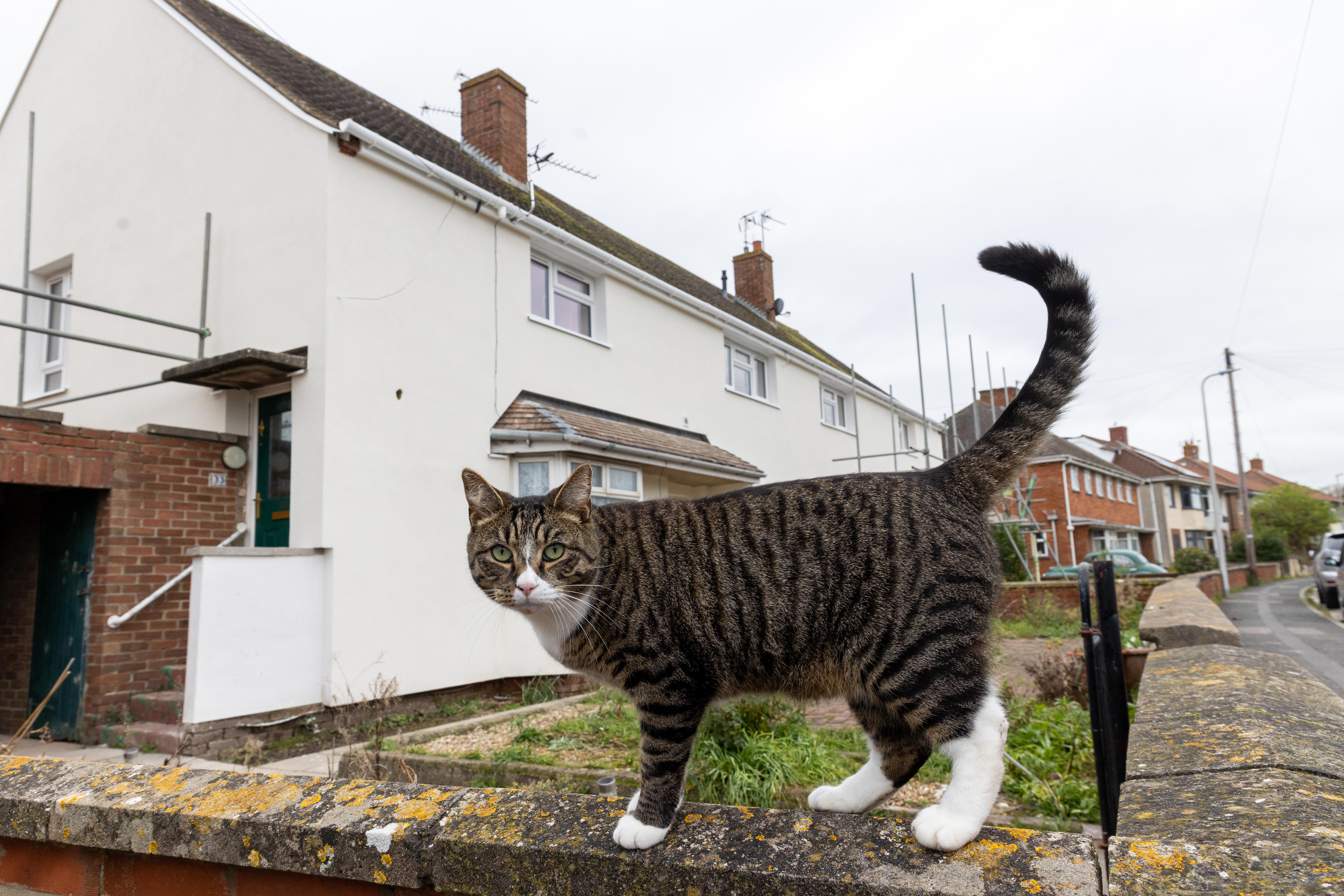 Keeping pets and animals | Alliance Homes